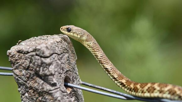 The Most Dangerous Snakes in Texas Revealed - NewsBreak