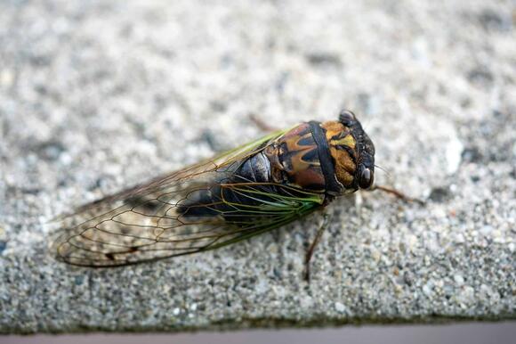 12 Insect Species That Could Swarm the U.S. This Summer - NewsBreak