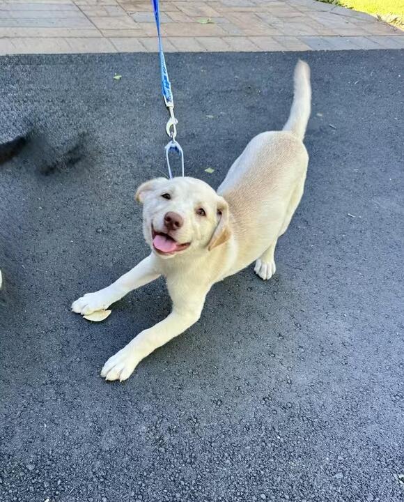 🐶 Playful Labrador Mix Puppies Ready for Adoption in Greenlawn, NY ...