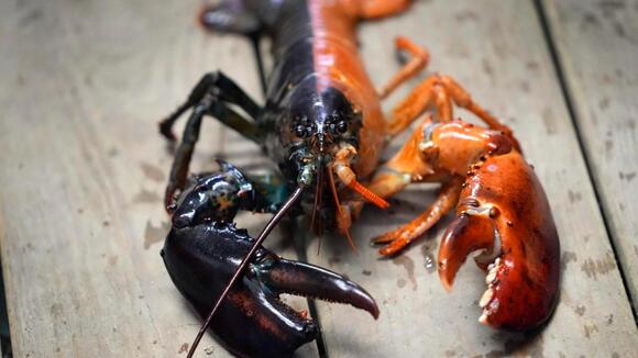 Just how rare is a rare-colored lobster? Scientists say answer could be ...