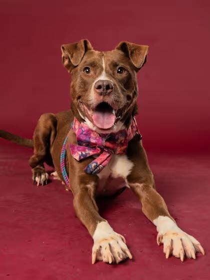 🐶 Playful, Gentle & Loyal Dogs Ready for Adoption in Atlanta - NewsBreak