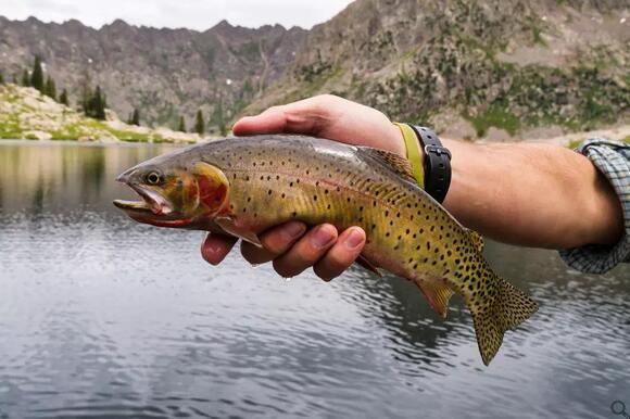 Do You Know Montana's 5 Official State Animals? - NewsBreak