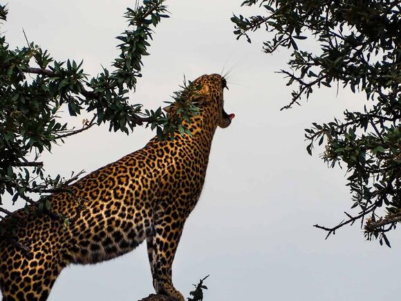 18 Strongest Bites in the Animal Kingdom, Ranked by PSI - NewsBreak