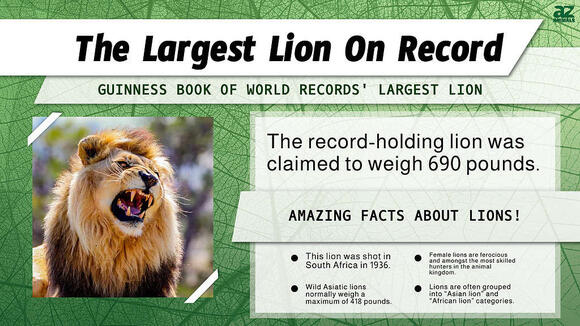 Discover the World’s Largest Lions