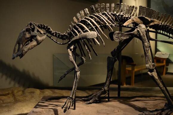 9 Iconic Dinosaur Fossils That Changed Our Perception of Prehistoric ...