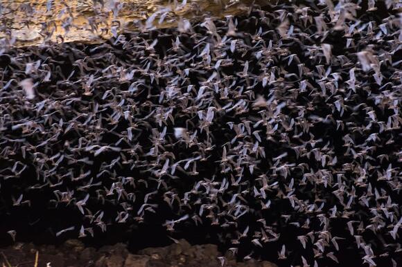 This Bat Colony Is the Largest Mammal Gathering in North America ...