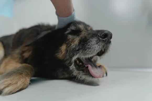 13 Things Dogs Do in the Last 24 Hours Before They Cross the Rainbow ...
