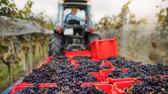 These key crops could become much harder to grow as the planet warms ...