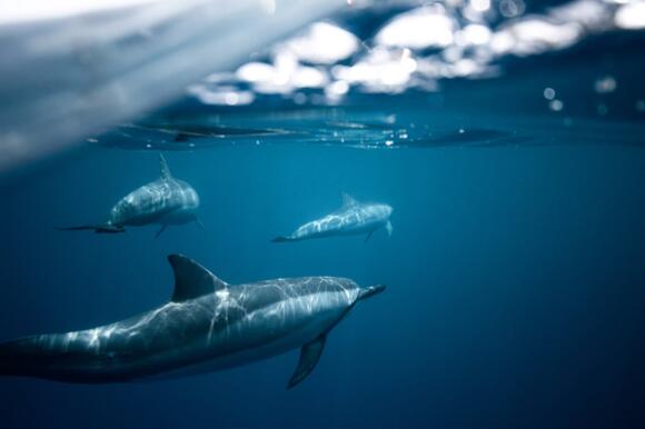 Why Dolphins Are Protected by International Laws - NewsBreak
