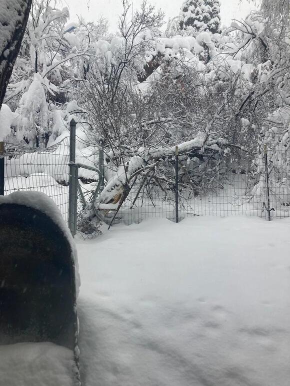 Manitou Springs faces aftermath of 20-plus inches of snow, and property damage from trees ...