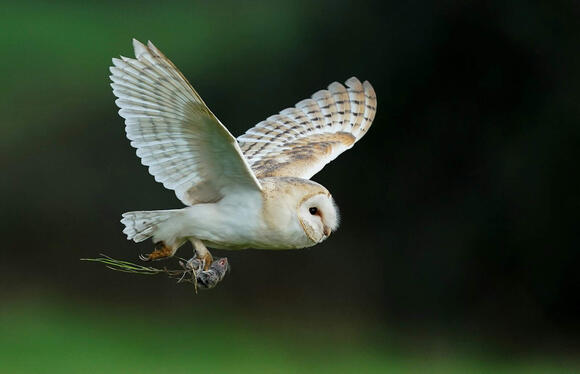 11 U.S. Owl Species and Where to Spot Them - NewsBreak