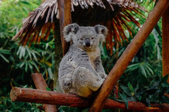 12 Koala Behaviors That Seem Strange but Serve a Purpose - NewsBreak