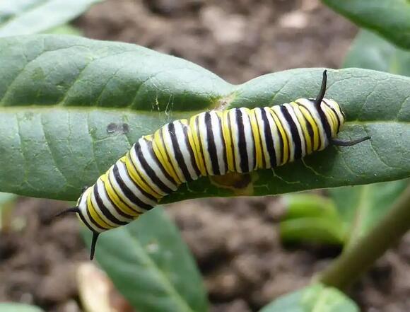 Common Caterpillars Found Throughout New York: Identification and ...