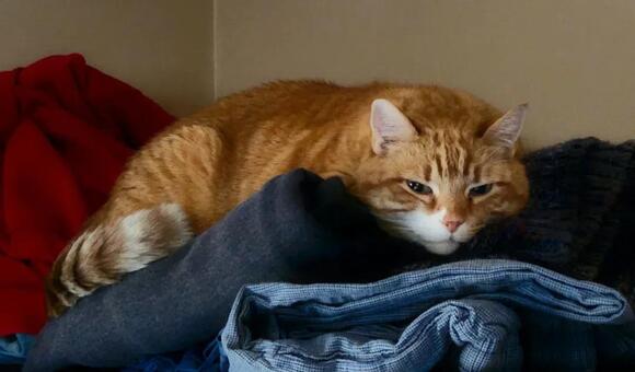 Your Cat’s Zen Zone: Why Their Favorite Napping Spot Is More Than Just ...