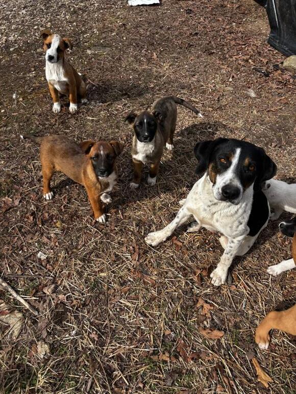FOX23 Investigates: Parvo outbreak complicates rescue of dumped dogs in ...