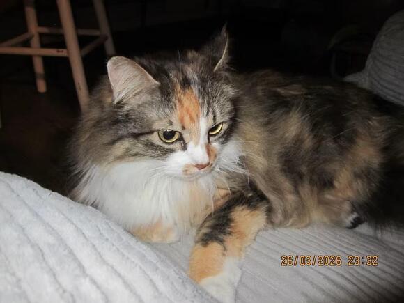 🐱 Playful, Gentle & Loving Cats Ready for Adoption in Denver - NewsBreak