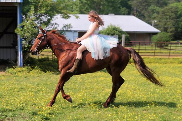 2026 is the Year of the Fire Horse – Celebrate by Horseback Riding in ...