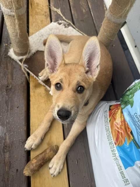 🐶 Friendly Dogs Waiting for Adoption in St. Louis Park - NewsBreak
