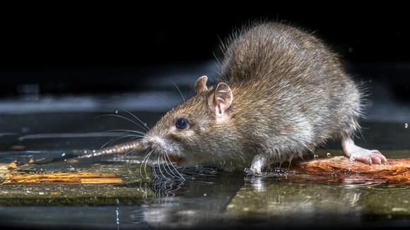 Uncover the Reality of New York’s Subway Rats - NewsBreak