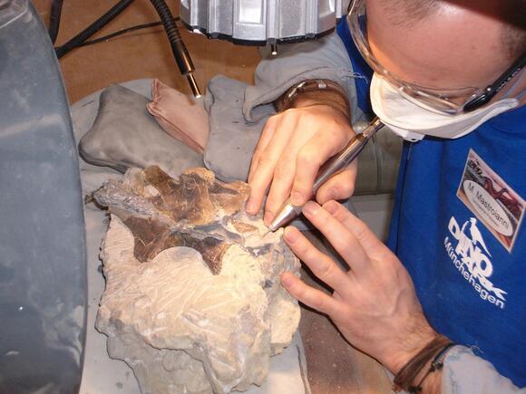 The Jurassic Itch: Meet the Giant Fleas That Bit Dinosaurs - NewsBreak