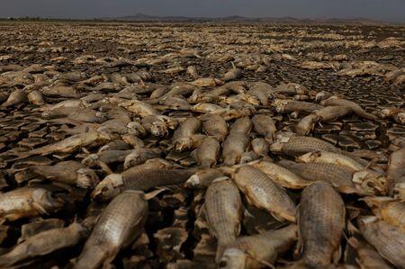 Mass fish death in Mexico's Chihuahua State blamed on severe drought ...