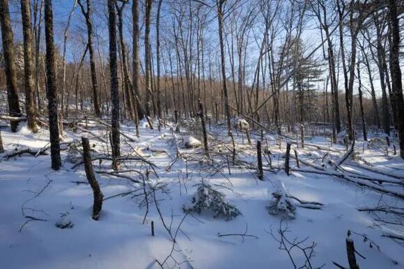 This forestry practice makes ugly scenery on Maine hiking trails ...