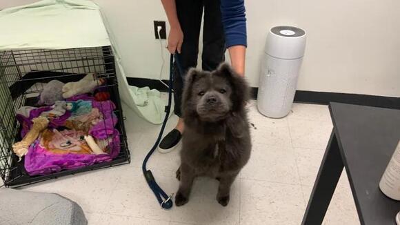 With 100+ dogs in desperate need of adoption, ACCT Philly is forced to ...