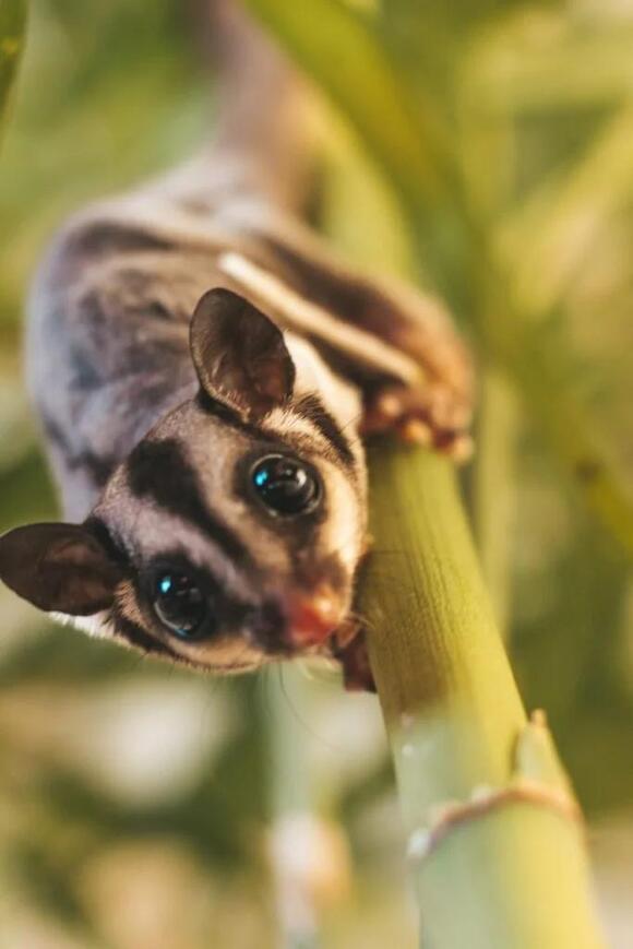 Why Sugar Gliders Bond So Strongly With Their Owners - NewsBreak