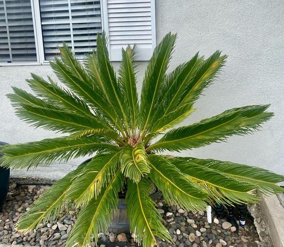 🎁 Freebies Up for Grabs in Carson — Plants, Wood & More - NewsBreak