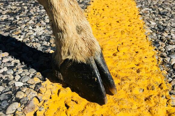 New Wildlife Access Rules In Utah Promise Free Permits For Educational ...
