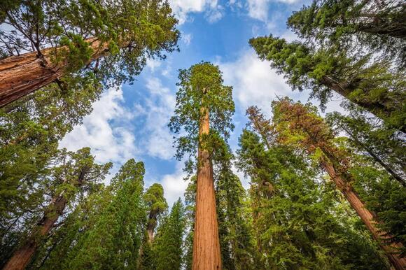 The Evolution of Giant Plants: From Fossils to Modern-Day Redwoods ...
