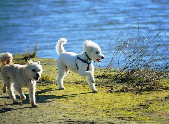 Are Small Dogs More Aggressive? Science Says Maybe The Surprising ...