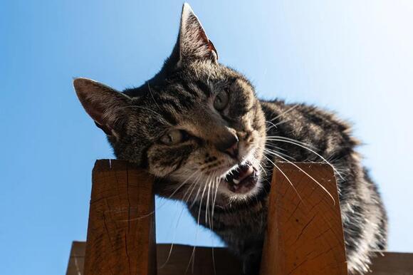 7 Hidden Meanings Behind Your Cat’s Meows - NewsBreak