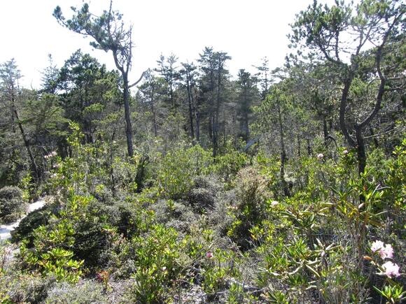 The Controversial Role of Deforestation in Protecting Human Livelihoods ...