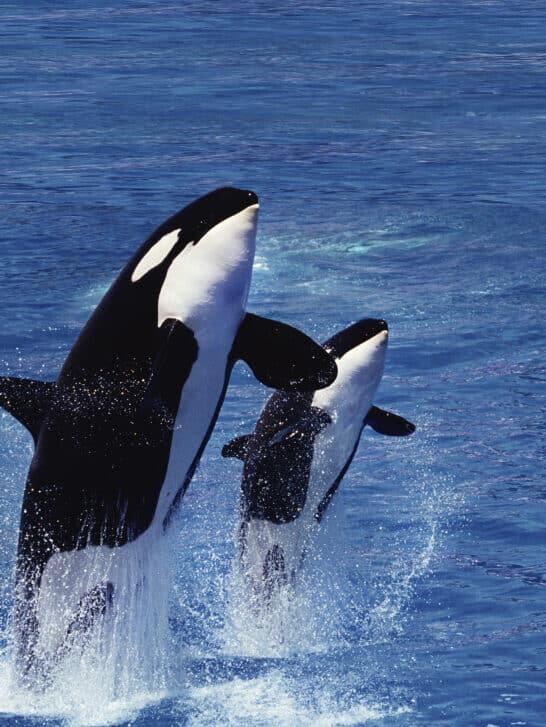 How Orca Moms Teach Their Calves to Hunt - NewsBreak