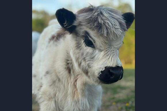 Book A Mini Highland Cow For Unforgettable Wedding Memories In New ...