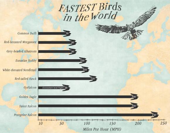 The 10 Fastest Birds Soaring Today’s Skies - NewsBreak