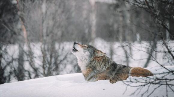 The American Gray Wolf Symbol of Wilderness or Misunderstood Menace ...
