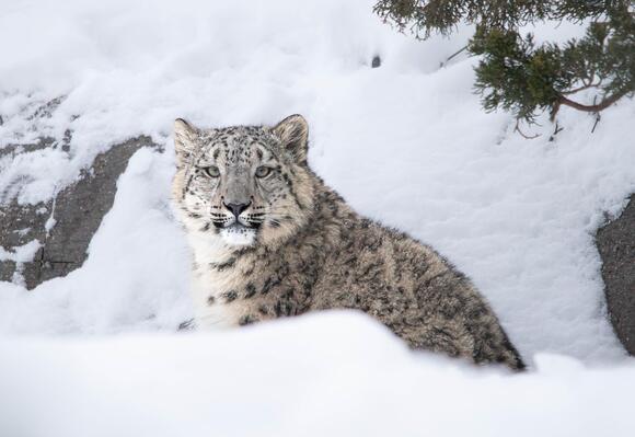 10 Species Making a Comeback Against All Odds - NewsBreak