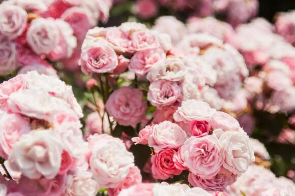 What Do Different Rose Colors Symbolize For Valentine's Day? - NewsBreak