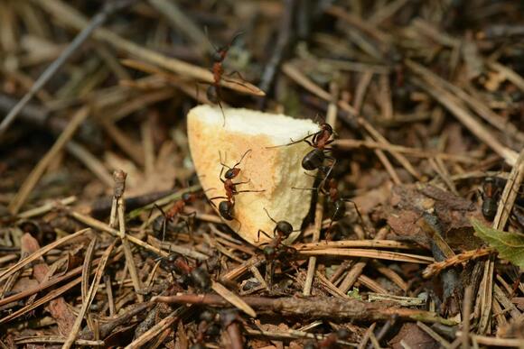 The Rainforest Tree That Calls In Army Ants for Protection - NewsBreak