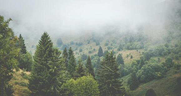 The Evolution of Giant Plants: From Fossils to Modern-Day Redwoods ...