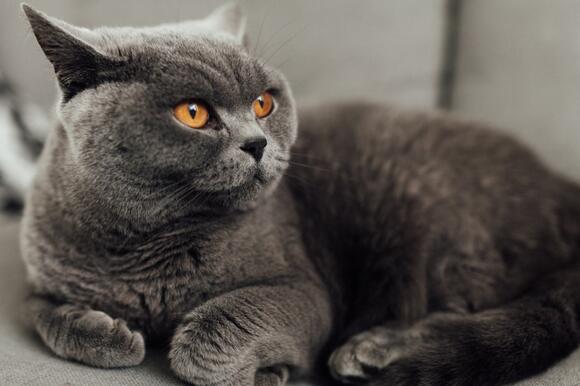 The Most Laid-Back Cat Breeds for California’s Chill Lifestyle - NewsBreak