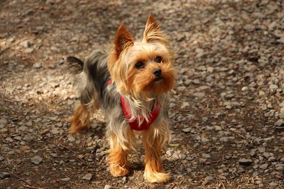 Meet the Top Dog Breeds of Texas - NewsBreak