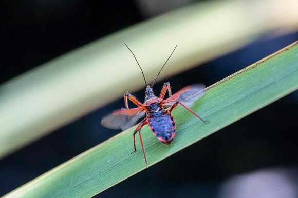 The Most Efficient Insect Hunters – Nature’s Top Predators - NewsBreak