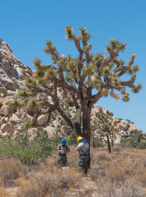 Joshua Tree and the Giant Sloth: How a Lost Partnership Is Changing an ...