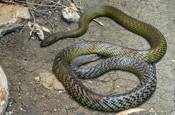 15 Most Venomous Snakes in the World Ranked - NewsBreak