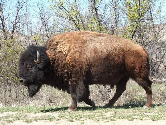 13 Animals That Symbolize American Strength and Freedom - NewsBreak
