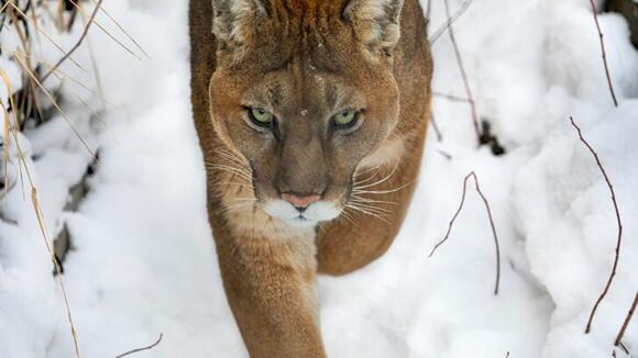 Hollywood’s Wildest Star: California’s Famous Puma P-22 - NewsBreak