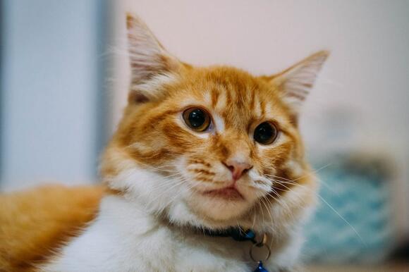 Coco the Cat Defies Odds with 8-Day Survival After Valencia Fire ...